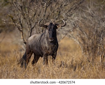 406 Gnu face Images, Stock Photos & Vectors | Shutterstock