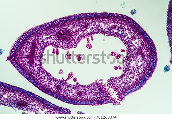Blueberries Leaf Cross Section Stock Photo 781268074 | Shutterstock