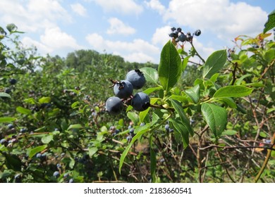 Blueberries Patch Sky Stock Photo 2183660541 | Shutterstock