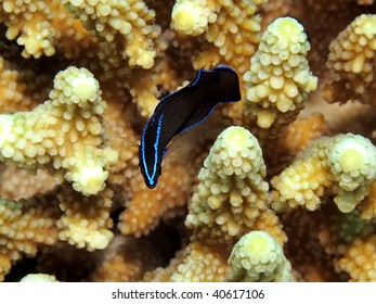 209 Dottybacks Images, Stock Photos & Vectors | Shutterstock