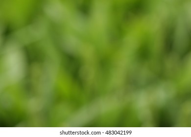 Blur Grass Texture Background Stock Photo 483042199 | Shutterstock