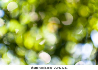 Blur Tree Branch Background Stock Photo 309334331 | Shutterstock