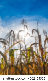 6,982 Corn field blurred Images, Stock Photos & Vectors | Shutterstock
