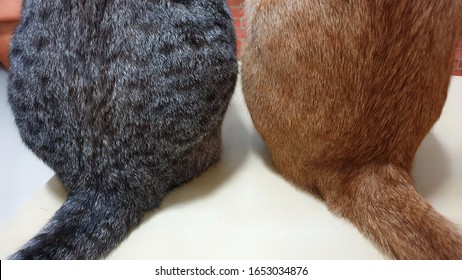 380 Cat backside Images, Stock Photos & Vectors | Shutterstock
