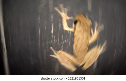 Blurred Frog Pattern Background Wallpaper Stock Photo 1821901298 ...
