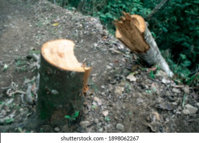 1,549 Tree stomp Images, Stock Photos & Vectors | Shutterstock