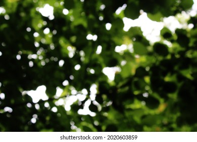6,467 Light through canopy Images, Stock Photos & Vectors | Shutterstock