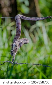 Photo de stock Boa Constrictor Capturing Prey 1057358705 | Shutterstock