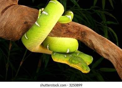 1,160 Emerald tree boa Images, Stock Photos & Vectors | Shutterstock