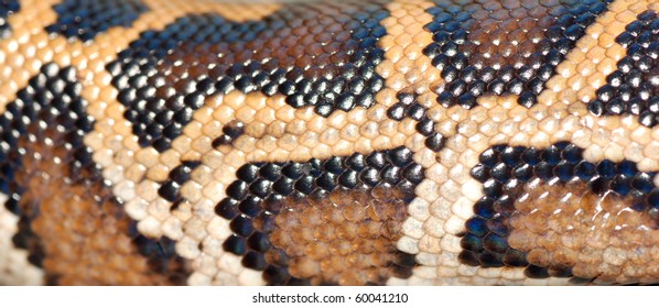 7,244 Boa snake pattern 图片、库存照片和矢量图 | Shutterstock