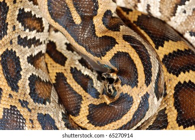 Boa Snake Pattern Background Macro Stock Photo 60041210 | Shutterstock