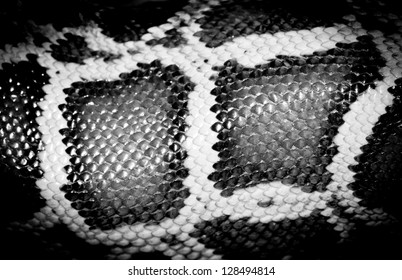 Boa Snake Reticulated Python Pattern Black Stock Photo 128494814 ...
