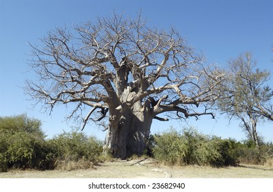 Boab Tree Stock Photo 23682940 | Shutterstock