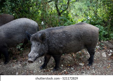 2,858 Wild hog running 이미지, 스톡 사진 및 벡터 | Shutterstock