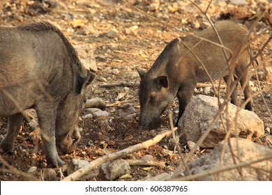 9 Sus bucculentus Images, Stock Photos & Vectors | Shutterstock