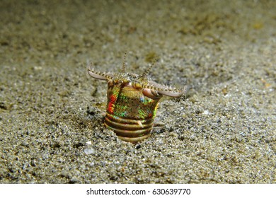 147 Muck Worm Images, Stock Photos & Vectors | Shutterstock