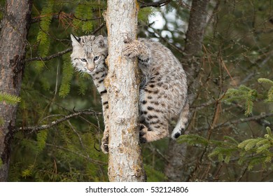 2,991 Bobcat tree Images, Stock Photos & Vectors | Shutterstock