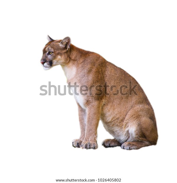 Bobcat Isolated On White Background Stock Photo 1026405802 | Shutterstock