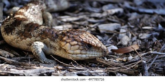 440 Bobtail lizard Images, Stock Photos & Vectors | Shutterstock
