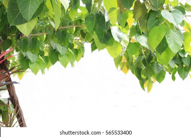1,727 Buddha Bodhi Tree Symbol Isolate Images, Stock Photos & Vectors ...