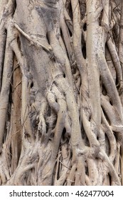 Bodhi Tree Root Texture Stock Photo 462477004 | Shutterstock