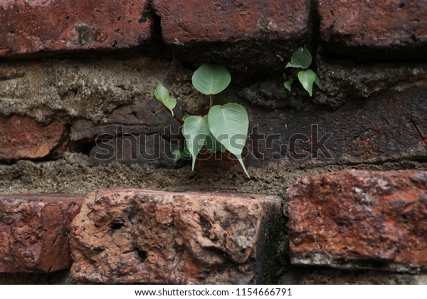 Bodhi Tree Sapling Stock Photo 1154666791 | Shutterstock