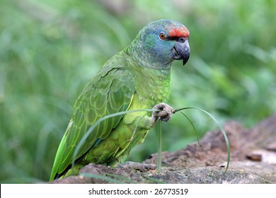 16 Amazona festiva bodini Images, Stock Photos & Vectors | Shutterstock