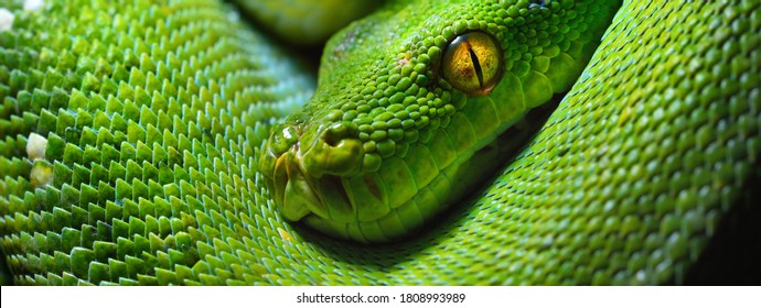666 Emerald tree viper Images, Stock Photos & Vectors | Shutterstock