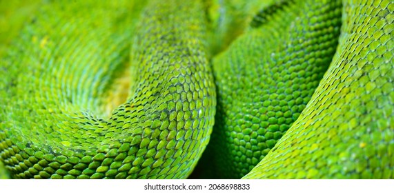 666 Emerald tree viper Images, Stock Photos & Vectors | Shutterstock