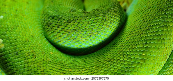 666 Emerald tree viper Images, Stock Photos & Vectors | Shutterstock