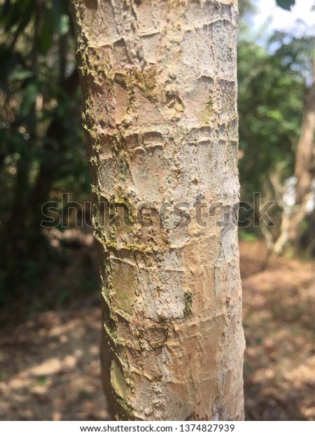 Bole Tree Texture Stock Photo 1374827939 | Shutterstock