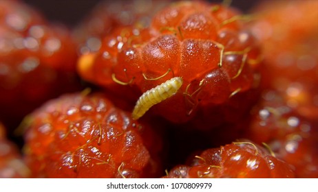 Beautiful Fiery Amber Macro Stock Photo 262916006 | Shutterstock