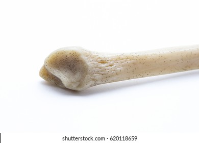 119 張 Lamb femur bone 圖片、庫存照片和向量圖 | Shutterstock