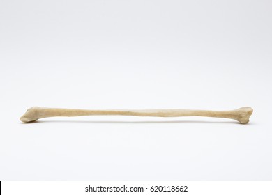 119 張 Lamb femur bone 圖片、庫存照片和向量圖 | Shutterstock
