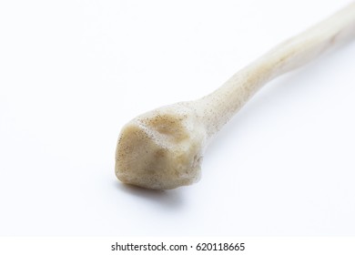 119 張 Lamb femur bone 圖片、庫存照片和向量圖 | Shutterstock