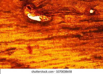 4,422 Human cells orange Images, Stock Photos & Vectors | Shutterstock