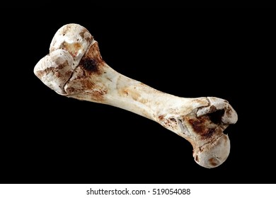 119 張 Lamb femur bone 圖片、庫存照片和向量圖 | Shutterstock