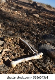1,879 Bones Scattered Images, Stock Photos & Vectors | Shutterstock