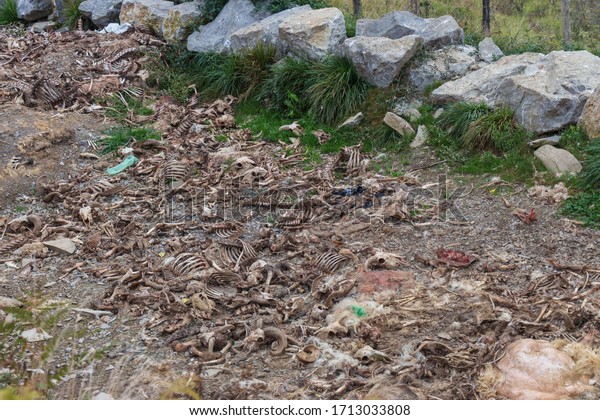 Bone Dump Animals Bones On Farmland Stock Photo 1713033808 | Shutterstock