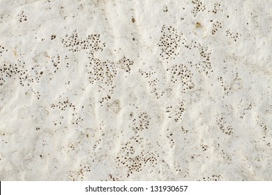 Bone Texture Images, Stock Photos & Vectors | Shutterstock