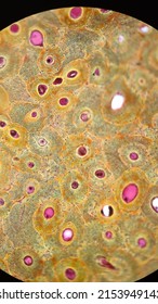 Bone Tissue Structure Under Microscope Stock Photo 2153949143 ...