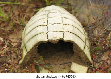 Bonebones Carapace Turtle Stock Photo 86945563 | Shutterstock