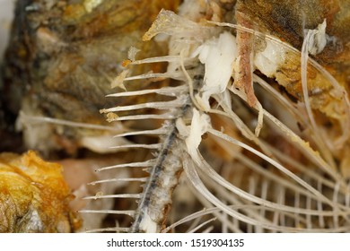 Skeleton fried fish 523 รายการ ภาพ ภาพสต็อกและเวกเตอร์ | Shutterstock