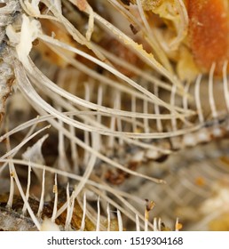 Bones Fish Head Texture Background Remains Stock Photo 1519304168 ...