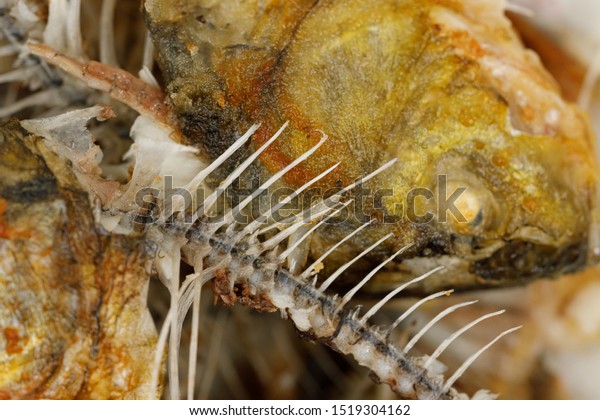 Bones Fish Head Texture Background Remains Stock Photo 1519304162 ...