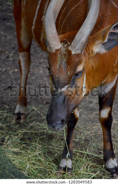 Bongo Deer Zoo Stock Photo 1283049583 | Shutterstock