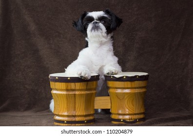 3,652 Playing bongos Images, Stock Photos & Vectors | Shutterstock