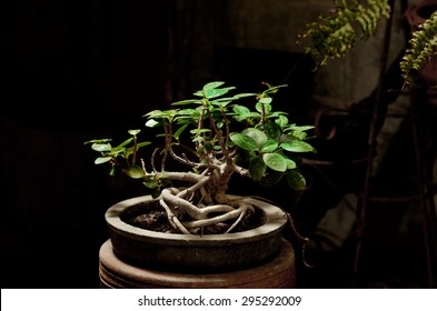 1,157 Bonzai tree Images, Stock Photos & Vectors | Shutterstock