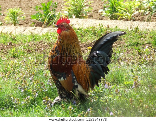 Booted Bantam Rooster Stock Photo (Edit Now) 1153549978