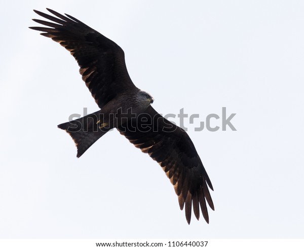 Booted Eagle Flying High Stock Photo 1106440037 | Shutterstock